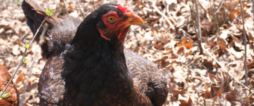 Three of the Best Chicken Breeds to Raise on a Homestead – Preps Life