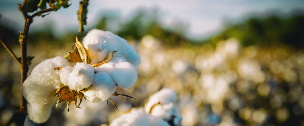 The Reason They say that “Cotton Kills”, Explained – Preps Life